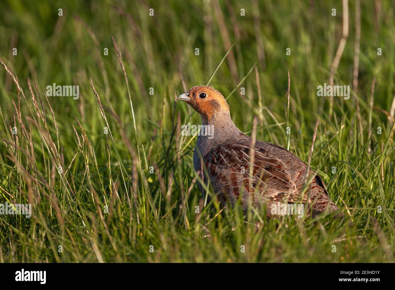 Grey partridge (Perdix perdix), Upper Teesdale, North Pennines AONB ...