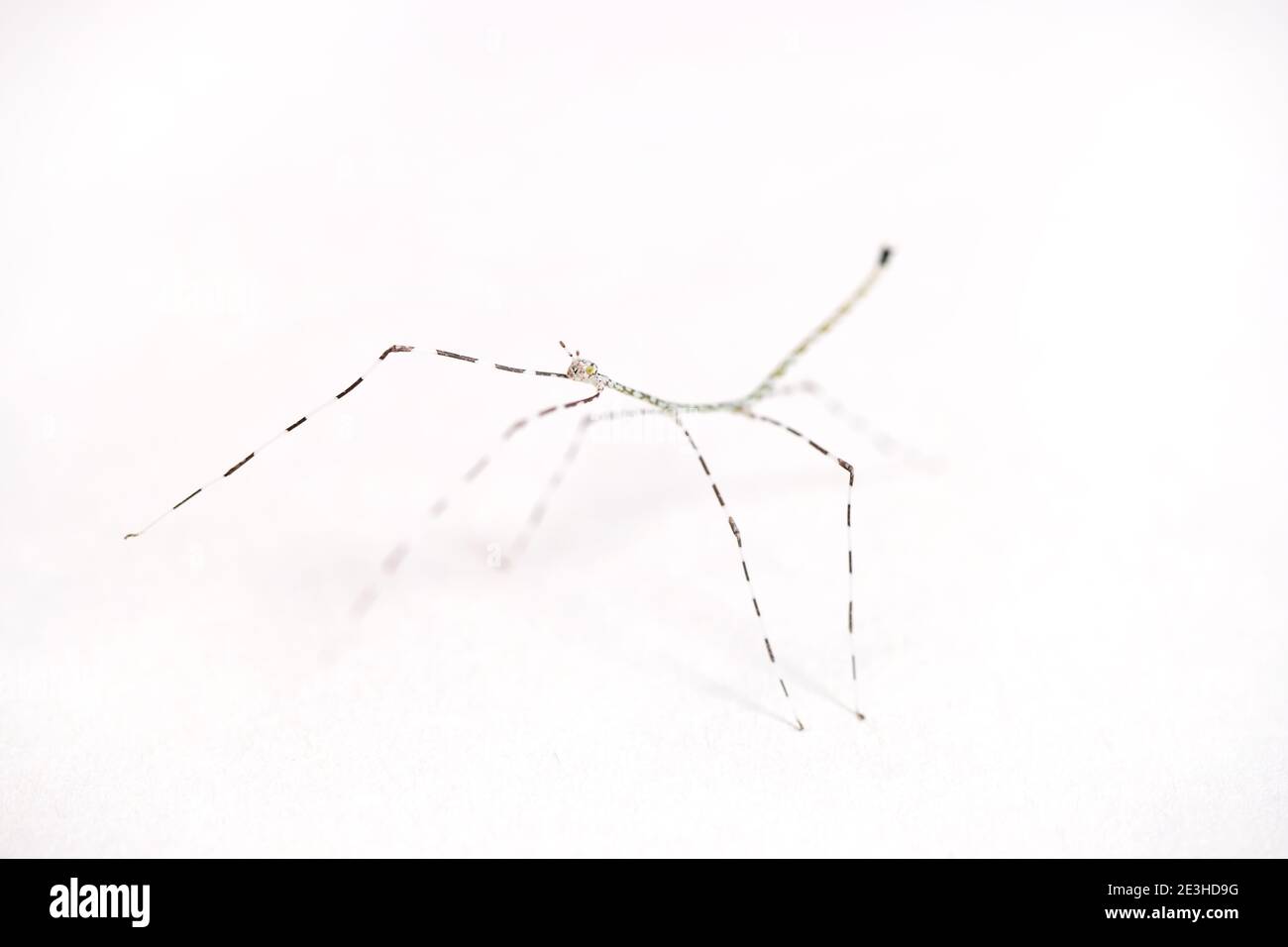 Macro shot of a young Ramulus sp. "Togian Islands". Tropical stick ...
