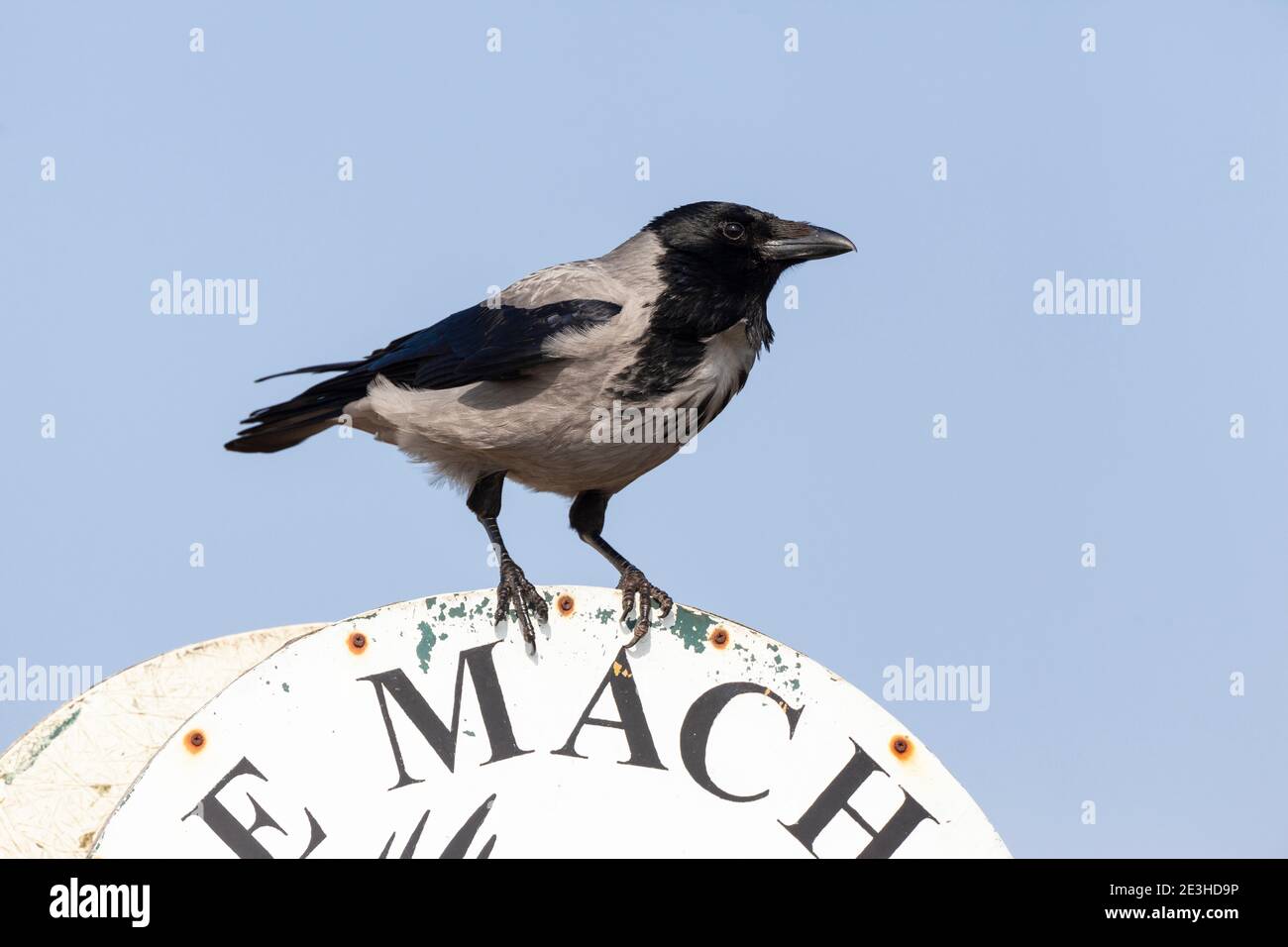 Hooded crow scotland hi-res stock photography and images - Alamy