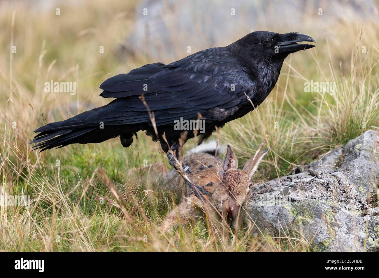 Roadkill rabbit hi-res stock photography and images - Alamy