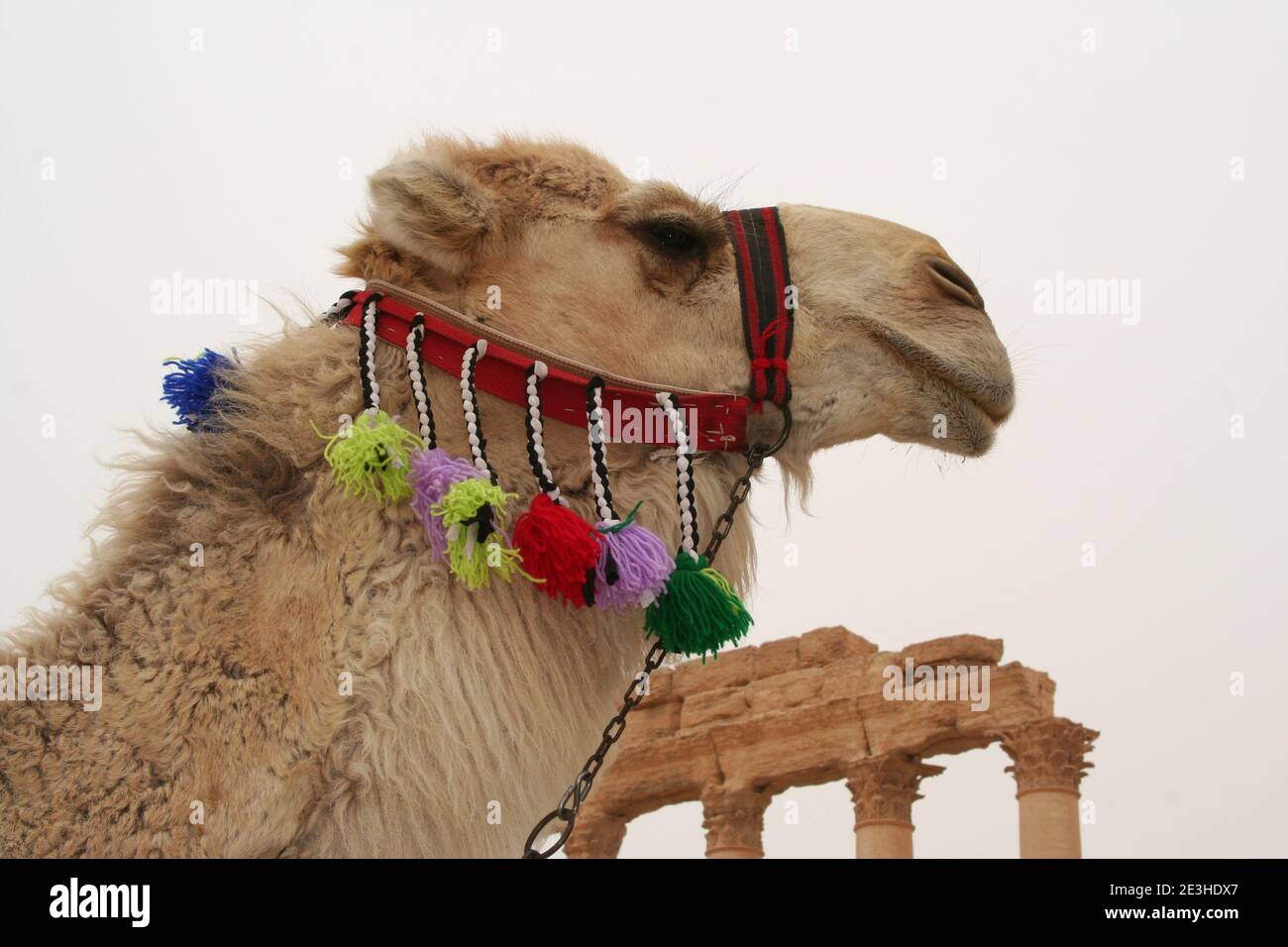 White Camel at the Palmyra Ruins in Syria Stock Photo - Alamy