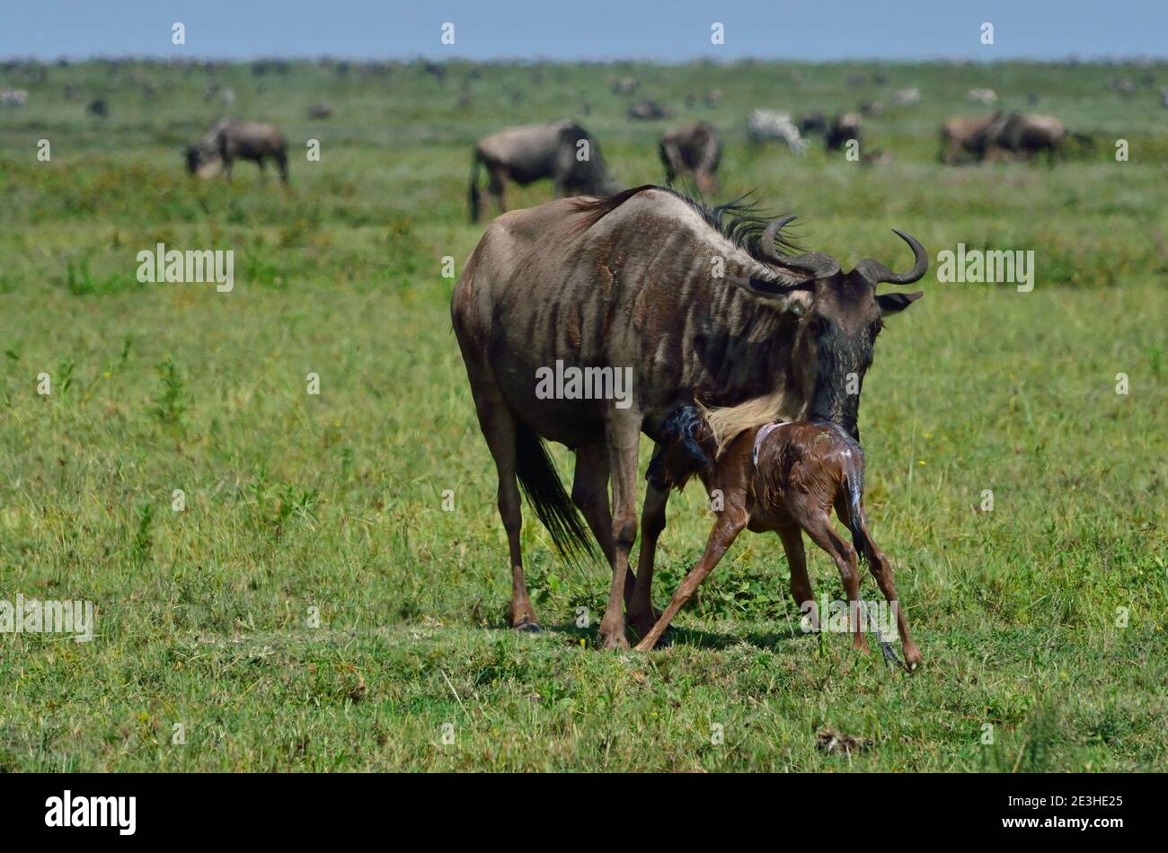 Child tanzania birth hi-res stock photography and images - Alamy