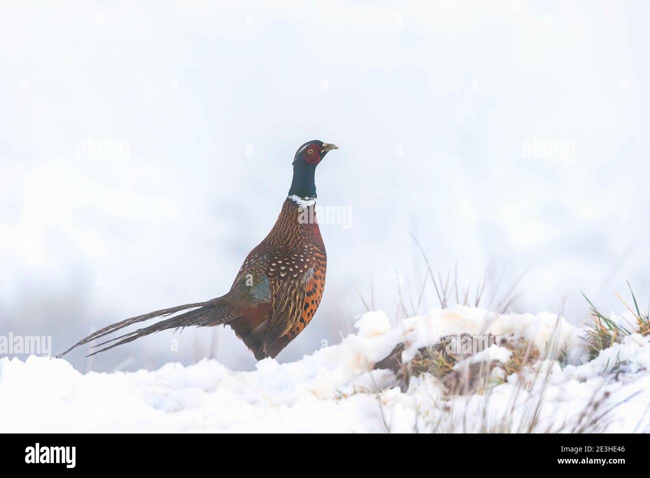 Pheasant (Phasianus colchicus) in snow and mist, Northumberland ...
