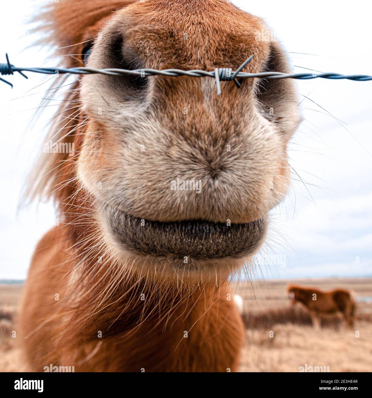 The furry muzzle of an Icelandic horse in a barbed wire paddock Stock ...