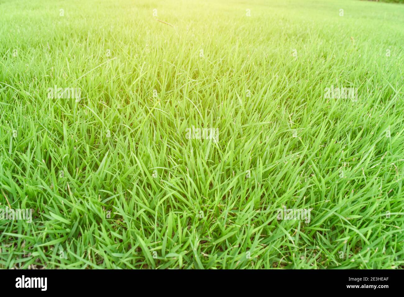 Green grass texture as background. Natural meadow landscape Stock Photo ...