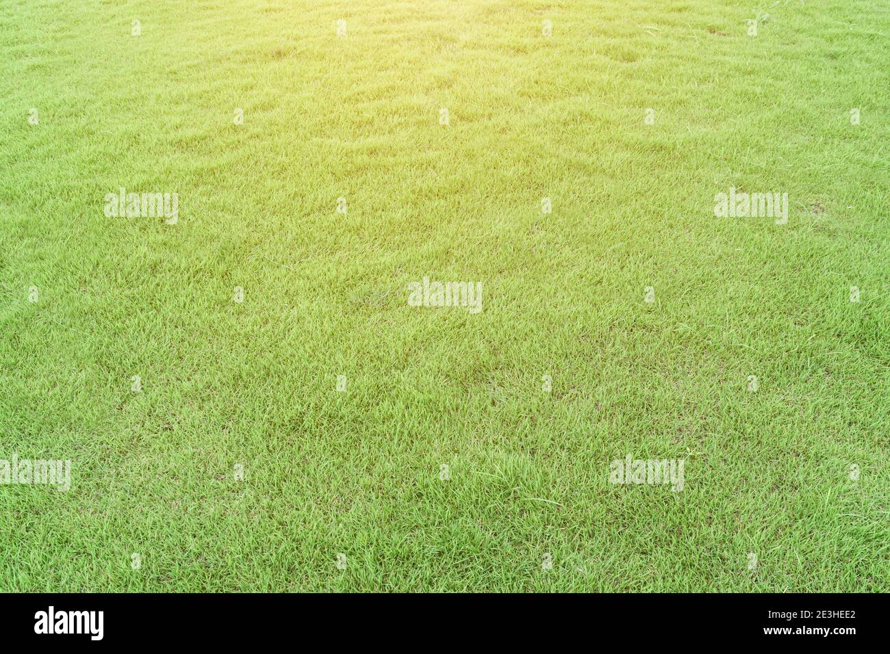 Green grass texture as background. Natural meadow landscape Stock Photo ...