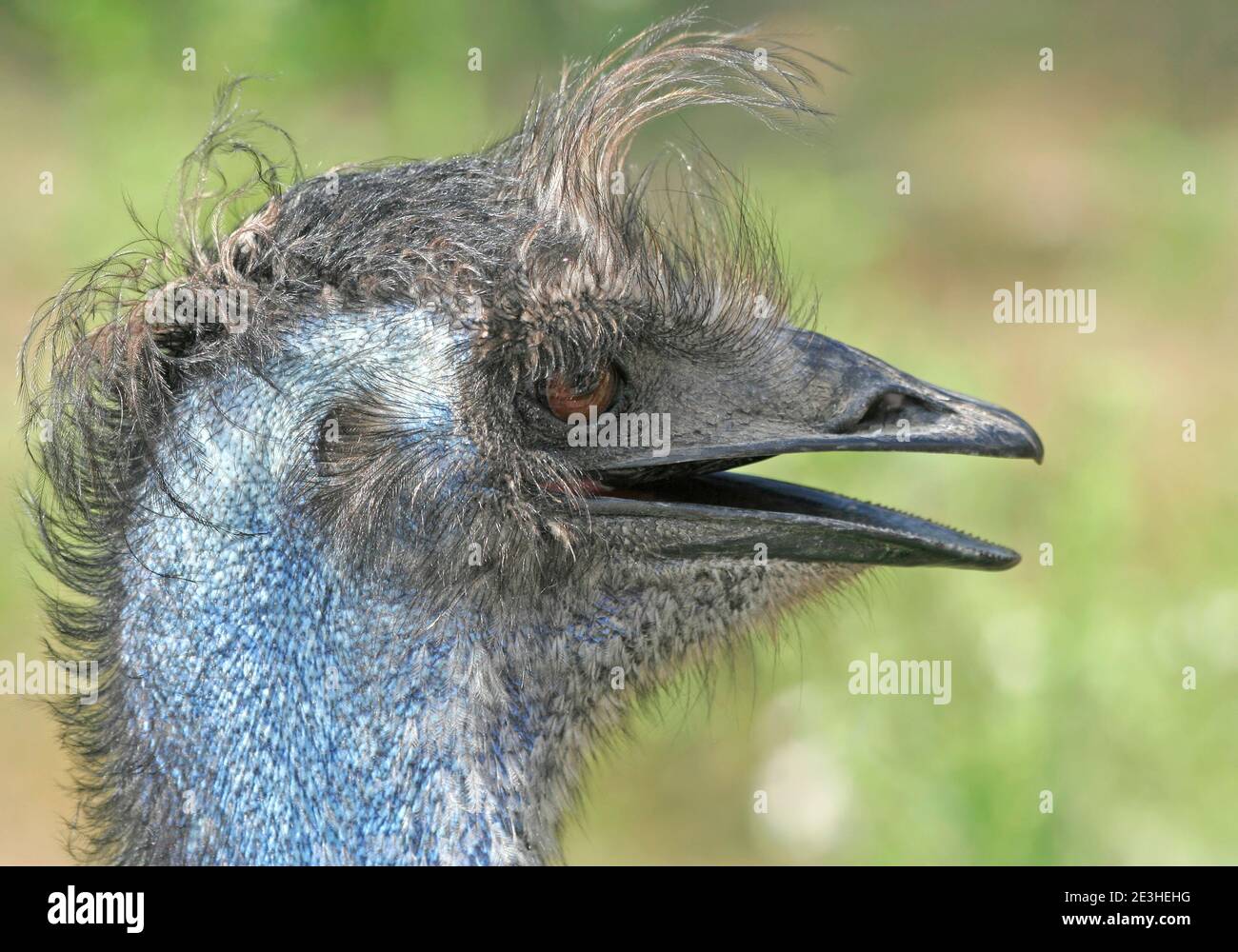 Emu Portrait captured in a hot summer day Stock Photo - Alamy