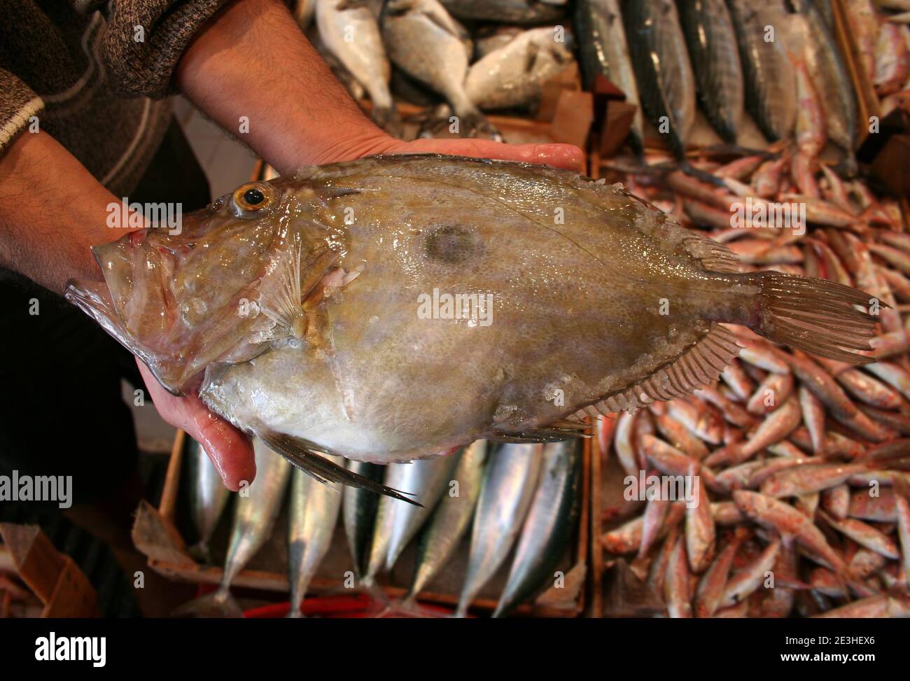Fisherman holding big fish in his hand at the fish market in Kusadasi ...