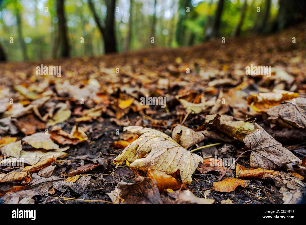 fallen leaves on forest floor in a deciduous woodland in early autumn ...