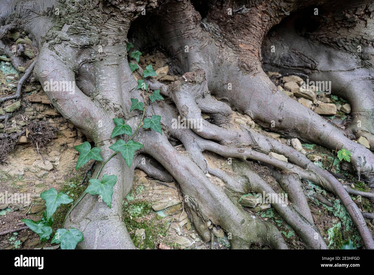 tree roots in english woodland Stock Photo - Alamy