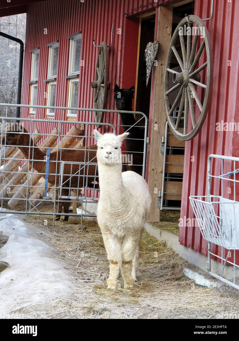 Cute and curious alpaca animals in the farm Stock Photo - Alamy