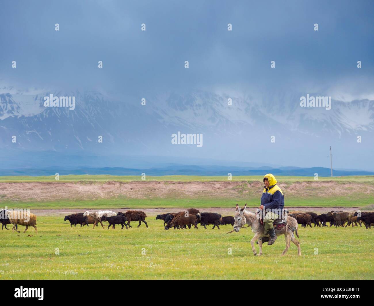 Alai sheep hi-res stock photography and images - Alamy