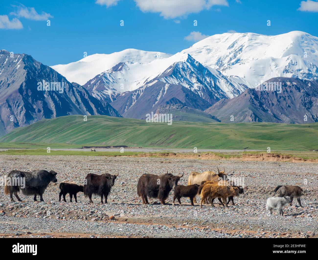 Domestic Yak ( Jak, Bos mutus ) on their summer pasture. Alaj Valley in ...