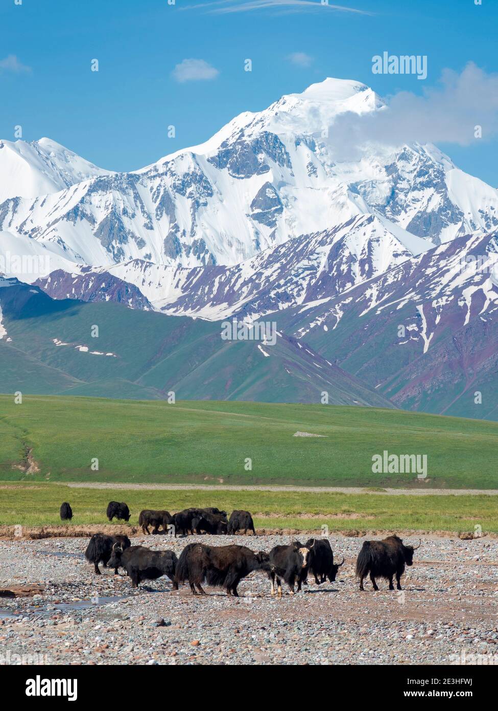 Domestic Yak ( Jak, Bos mutus ) on their summer pasture. Alaj Valley in ...