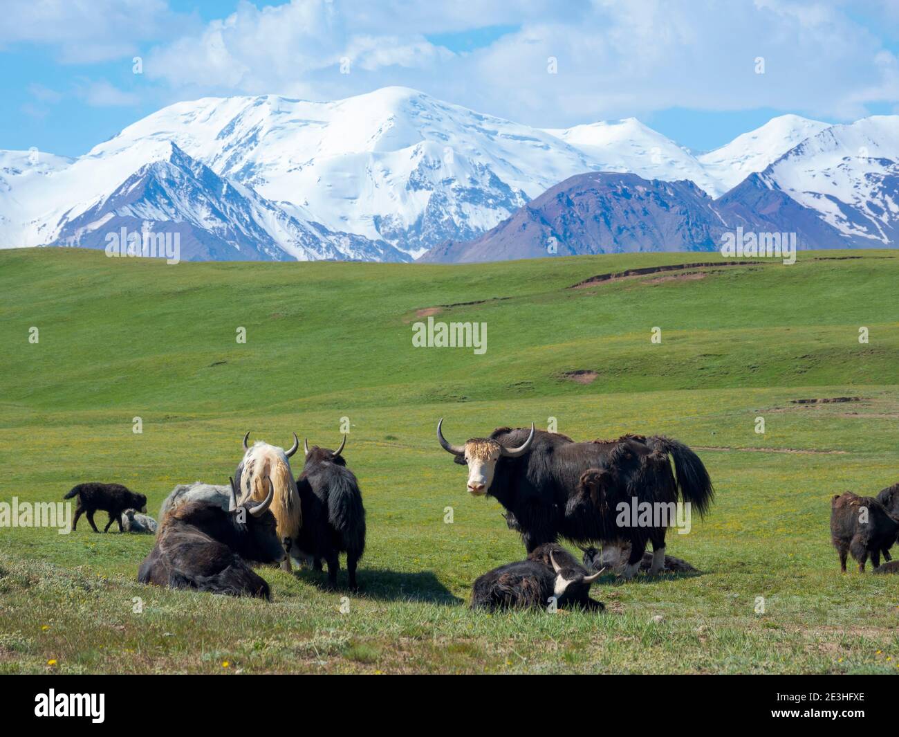 Domestic Yak ( Jak, Bos mutus ) on their summer pasture. Alaj Valley in ...