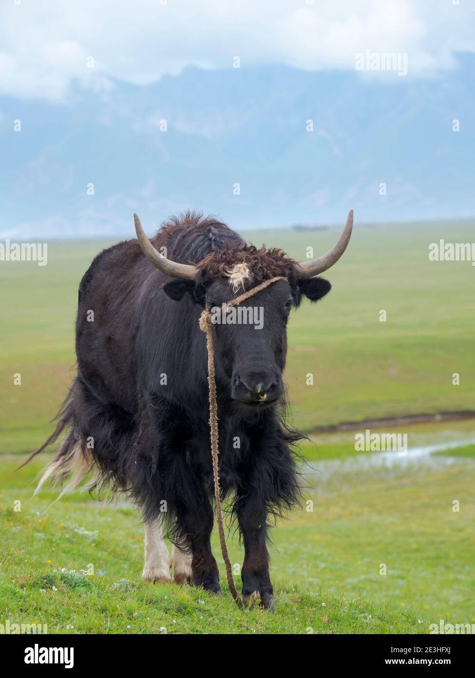 Bos mutus hi-res stock photography and images - Alamy