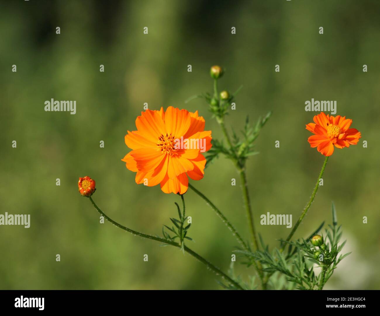 Orange Cosmos flower with Bud at garden in Indianapolis,Indiana Stock ...