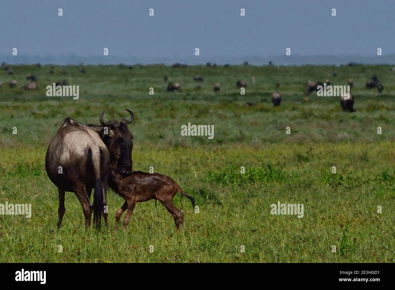 Child tanzania birth hi-res stock photography and images - Alamy