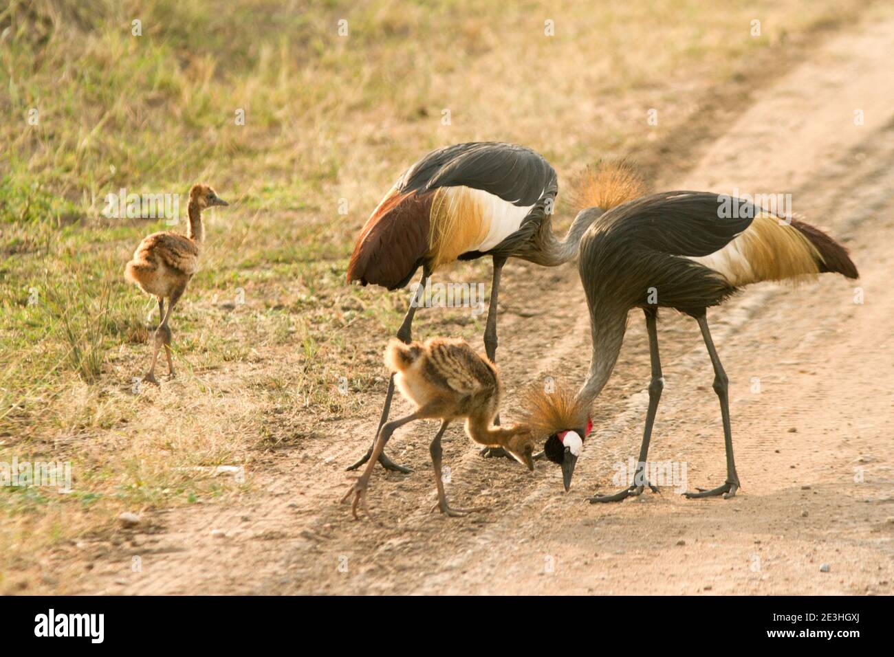 A pair of Grey Crowned Crane wander in the grasslands with two week old ...