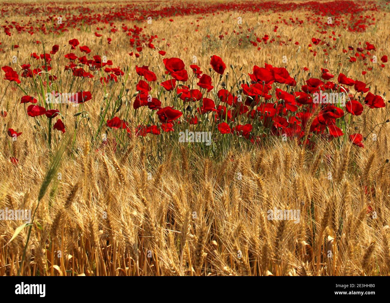 Turkey red wheat field hi-res stock photography and images - Alamy