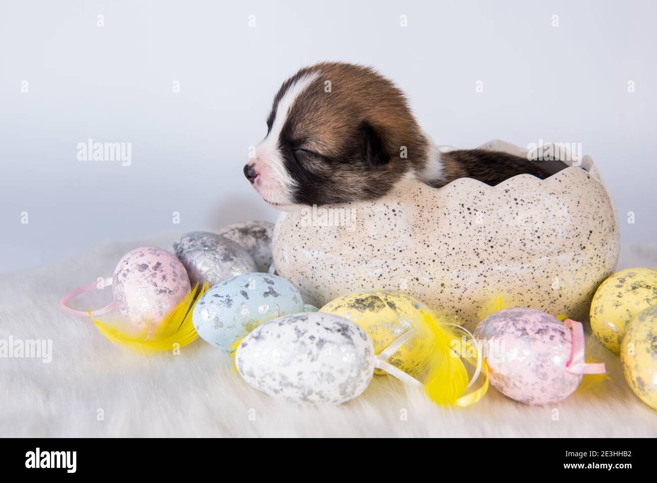 Funny Pembroke Welsh Corgi puppy in Easter egg Stock Photo - Alamy
