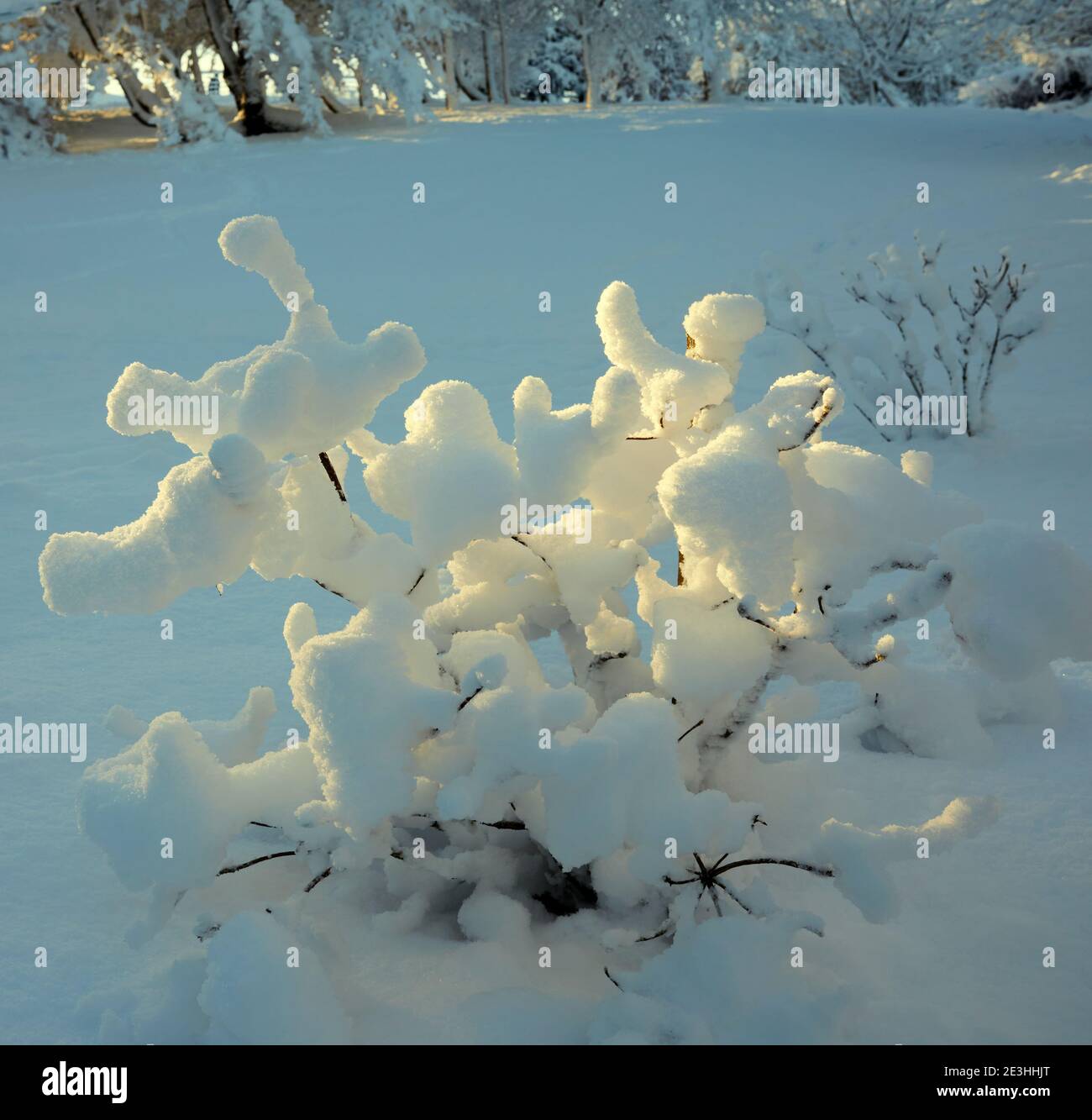Heavy snow covers the branches of the deciduous Azalea in the moorland ...