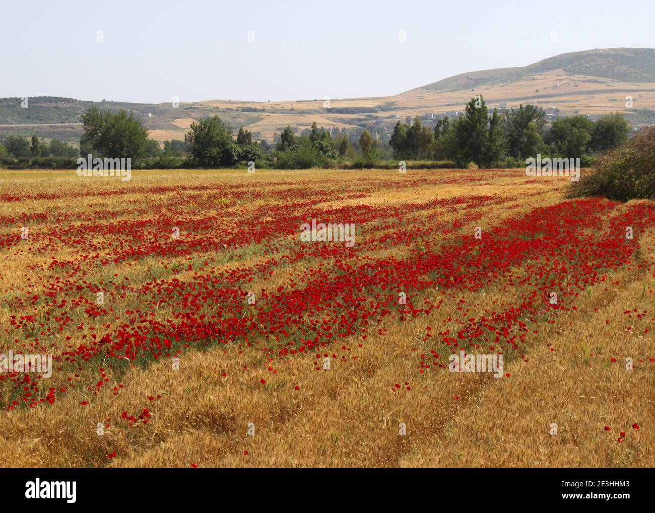 Red Poppies on yellow wheat field in Kozan,Turkey Stock Photo - Alamy