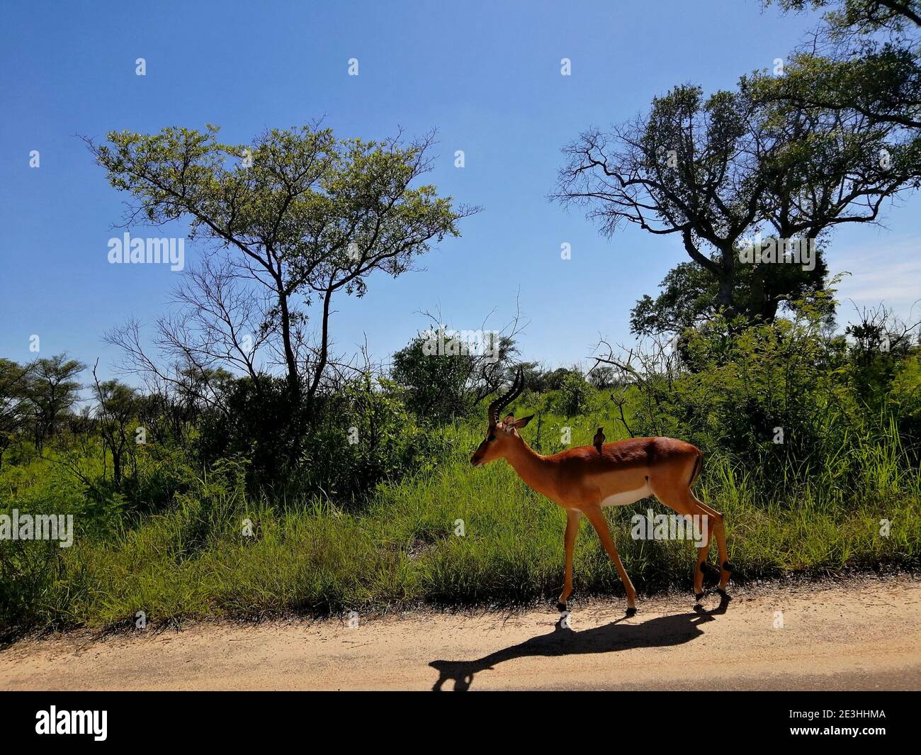 Bird riding on a Buck Stock Photo - Alamy