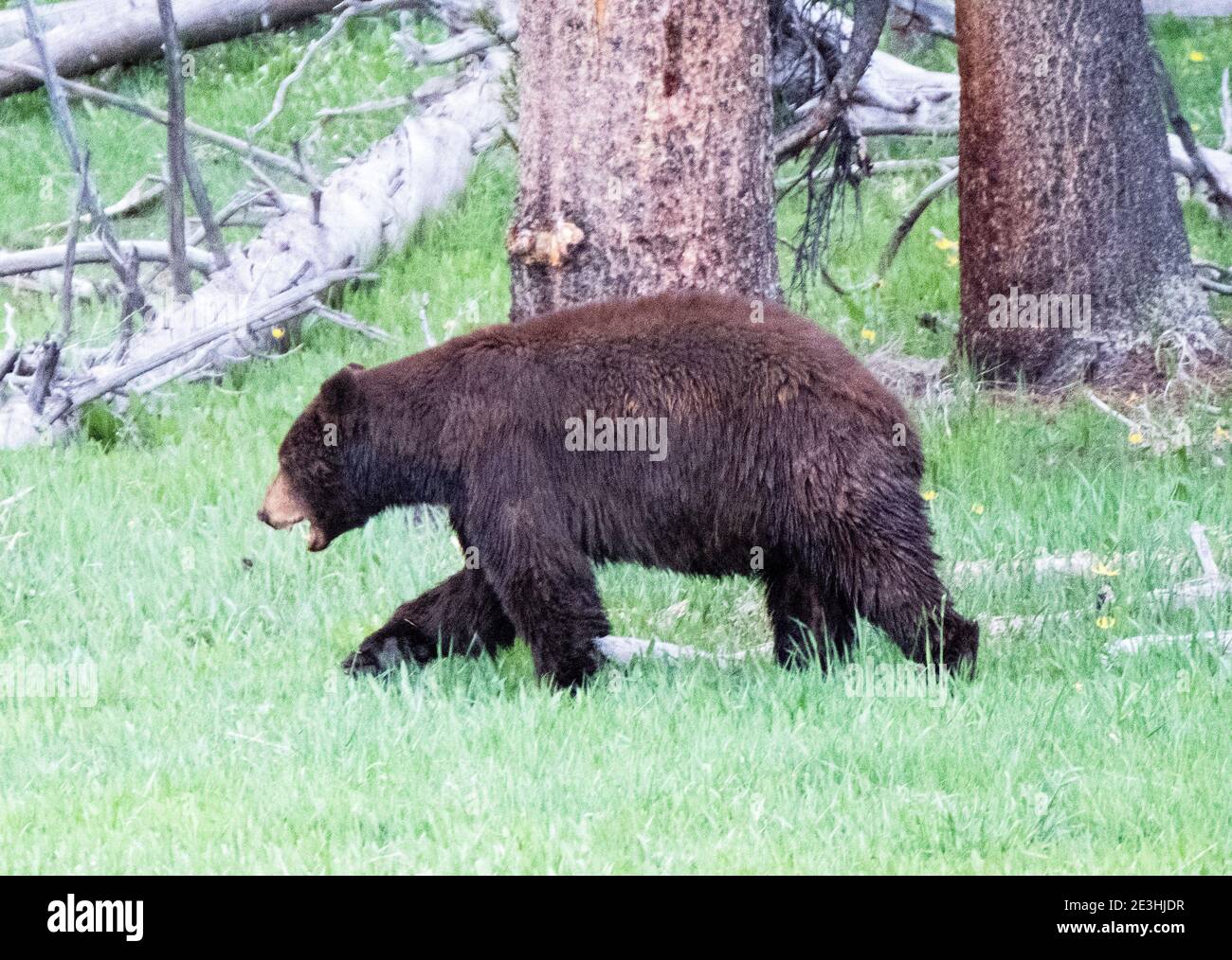 Black bear side view hi-res stock photography and images - Alamy