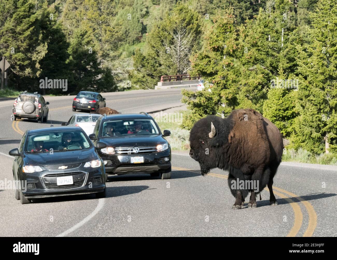 A North American Bison causes a traffic jam as it crosses the main road ...