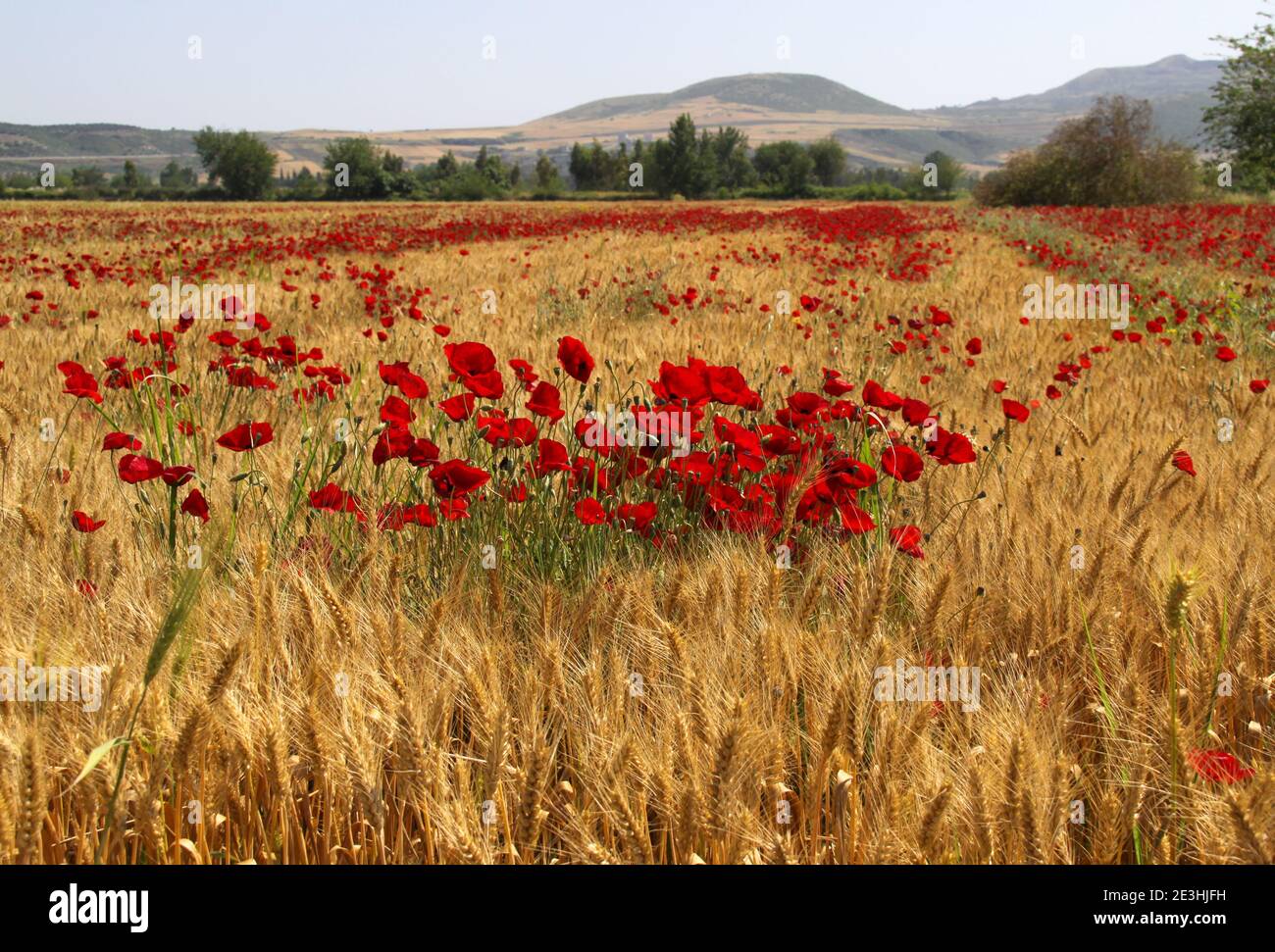 Turkey red wheat field hi-res stock photography and images - Alamy
