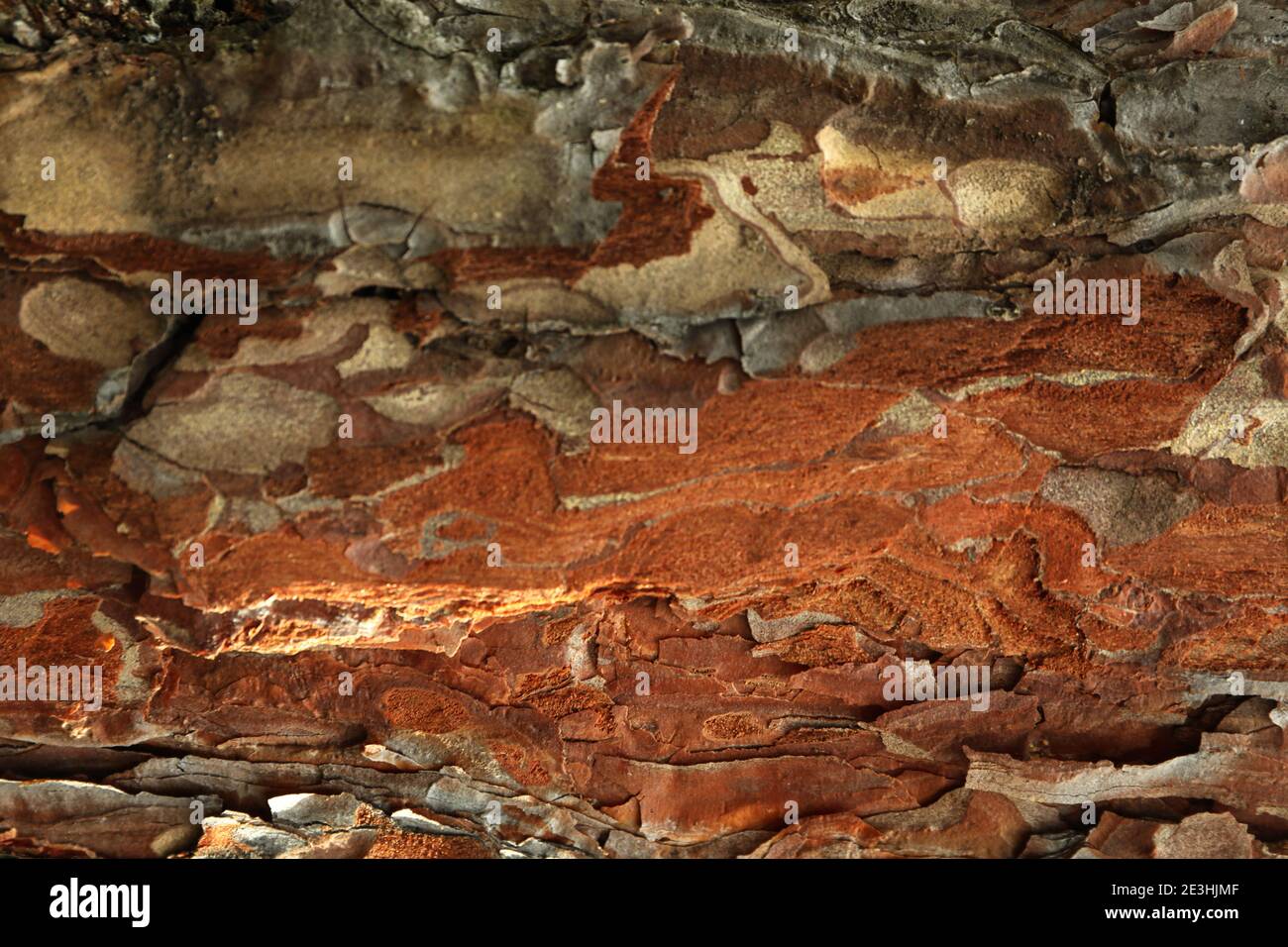 Pine tree bark on whole background, close up Stock Photo - Alamy