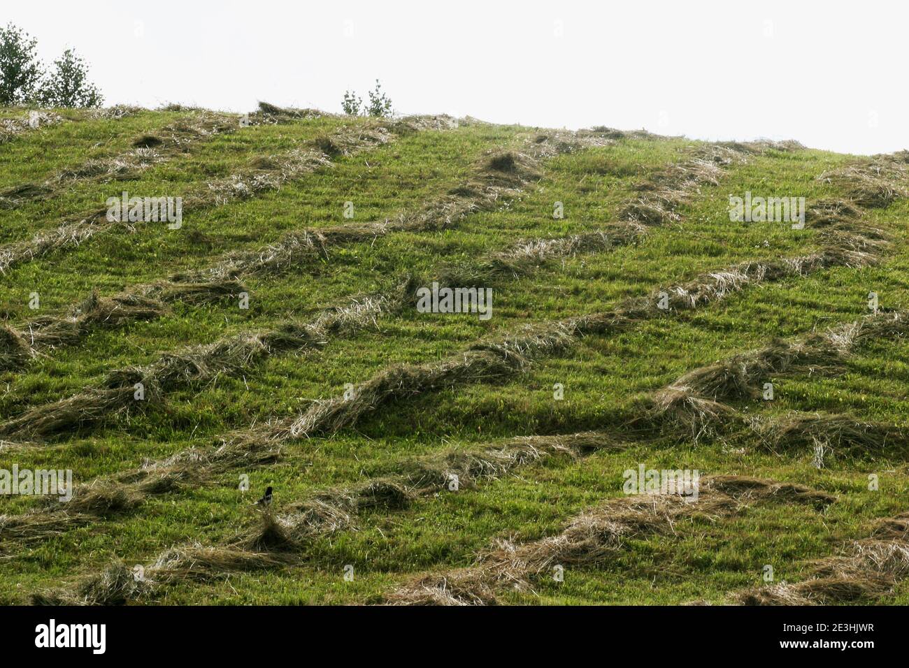 Scythe in hay field hi-res stock photography and images - Alamy