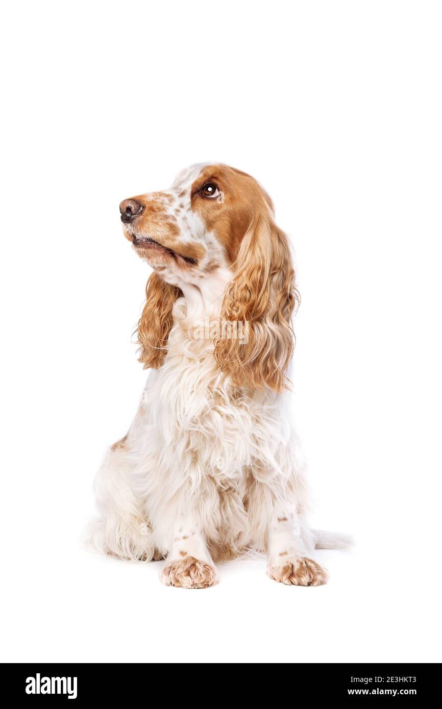 Orange and white english cocker spaniel hi-res stock photography and ...