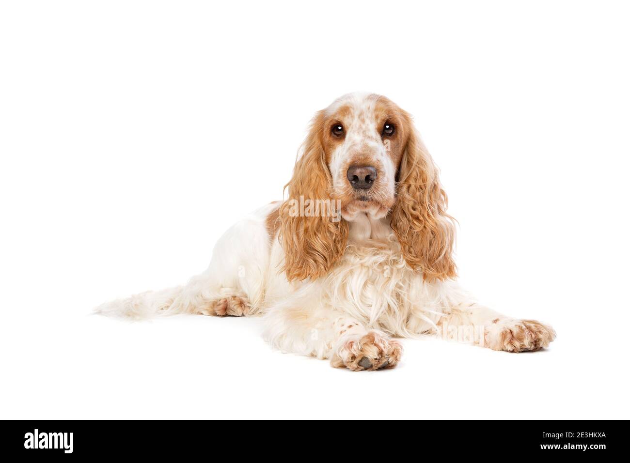 Orange And White English Cocker Spaniel High Resolution Stock ...