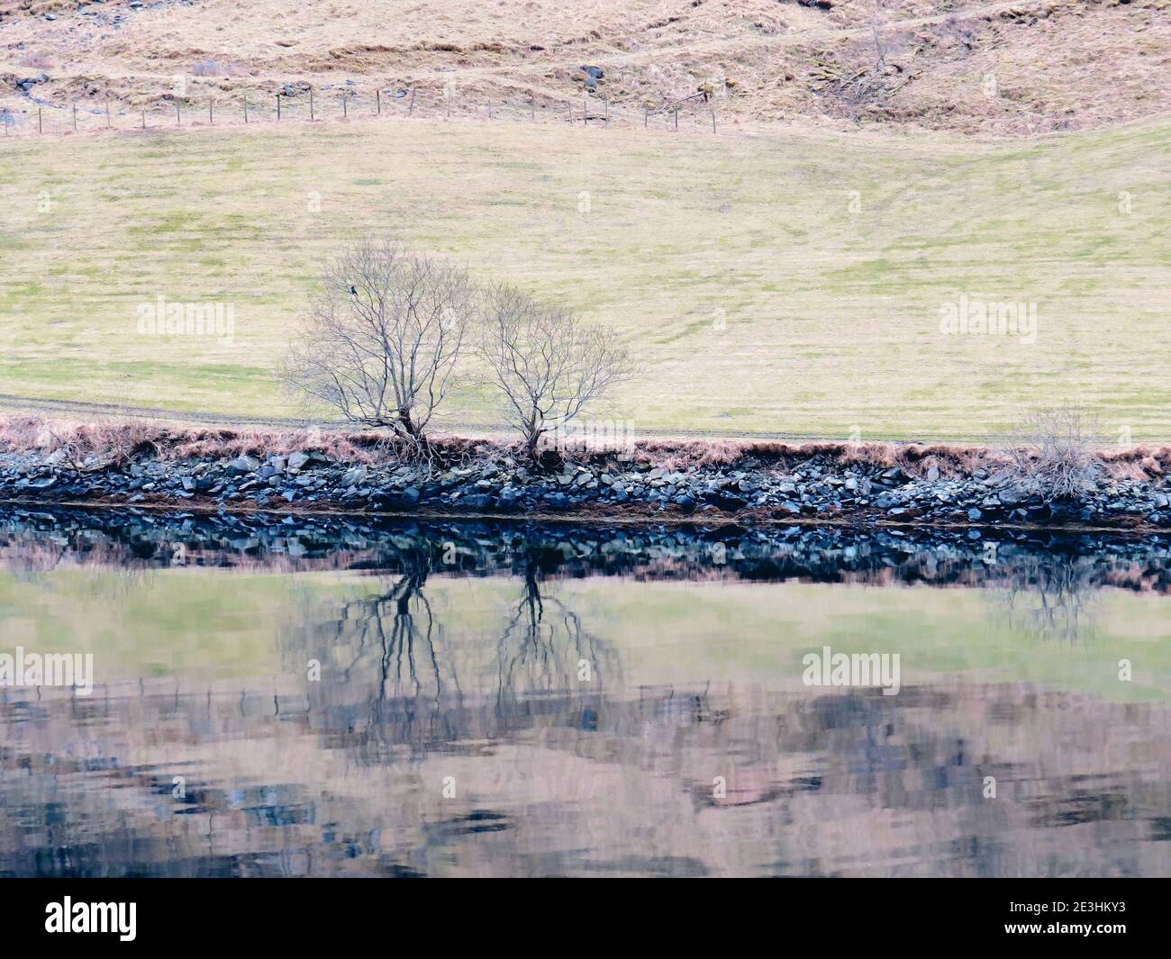 Trees in winter with reflection on the water surface Stock Photo - Alamy