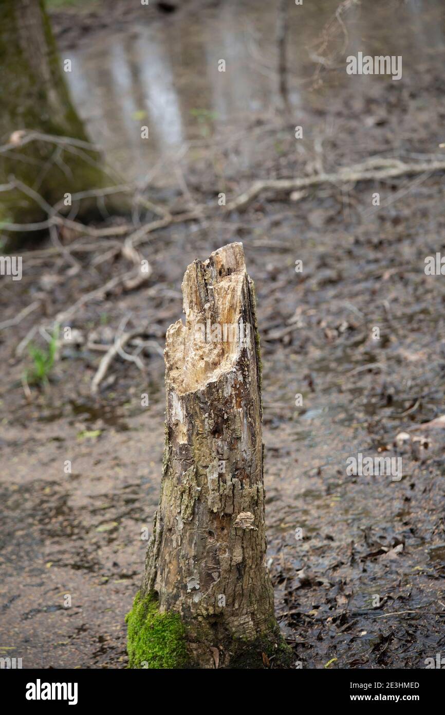 Jagged tree stump hi-res stock photography and images - Alamy