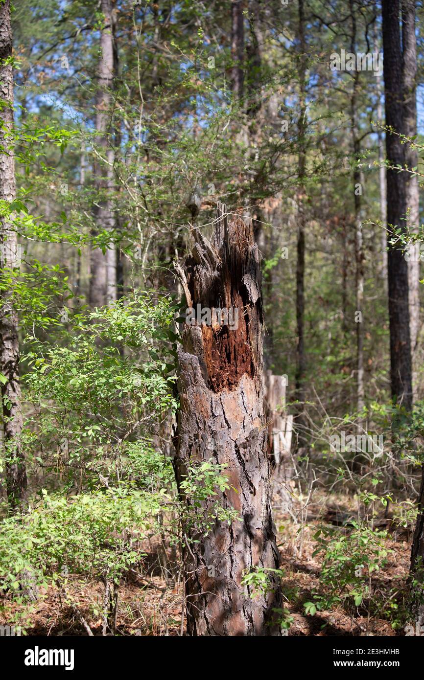Jagged stump hi-res stock photography and images - Alamy