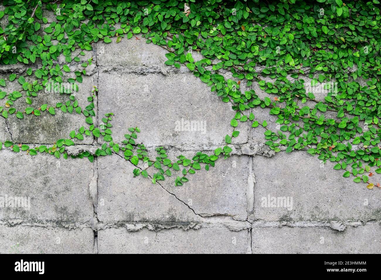 The beauty and nature of the creepers on the wall Stock Photo - Alamy