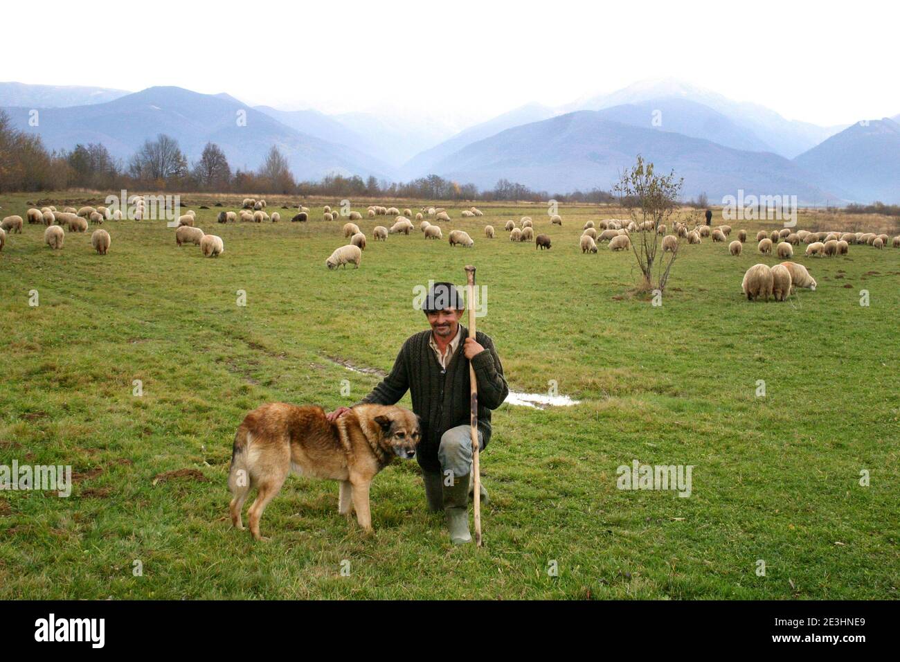 Romanian shepherd dog transylvania romania hi-res stock photography and ...