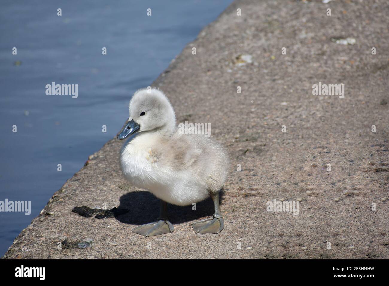 Swannie ponds hi-res stock photography and images - Alamy