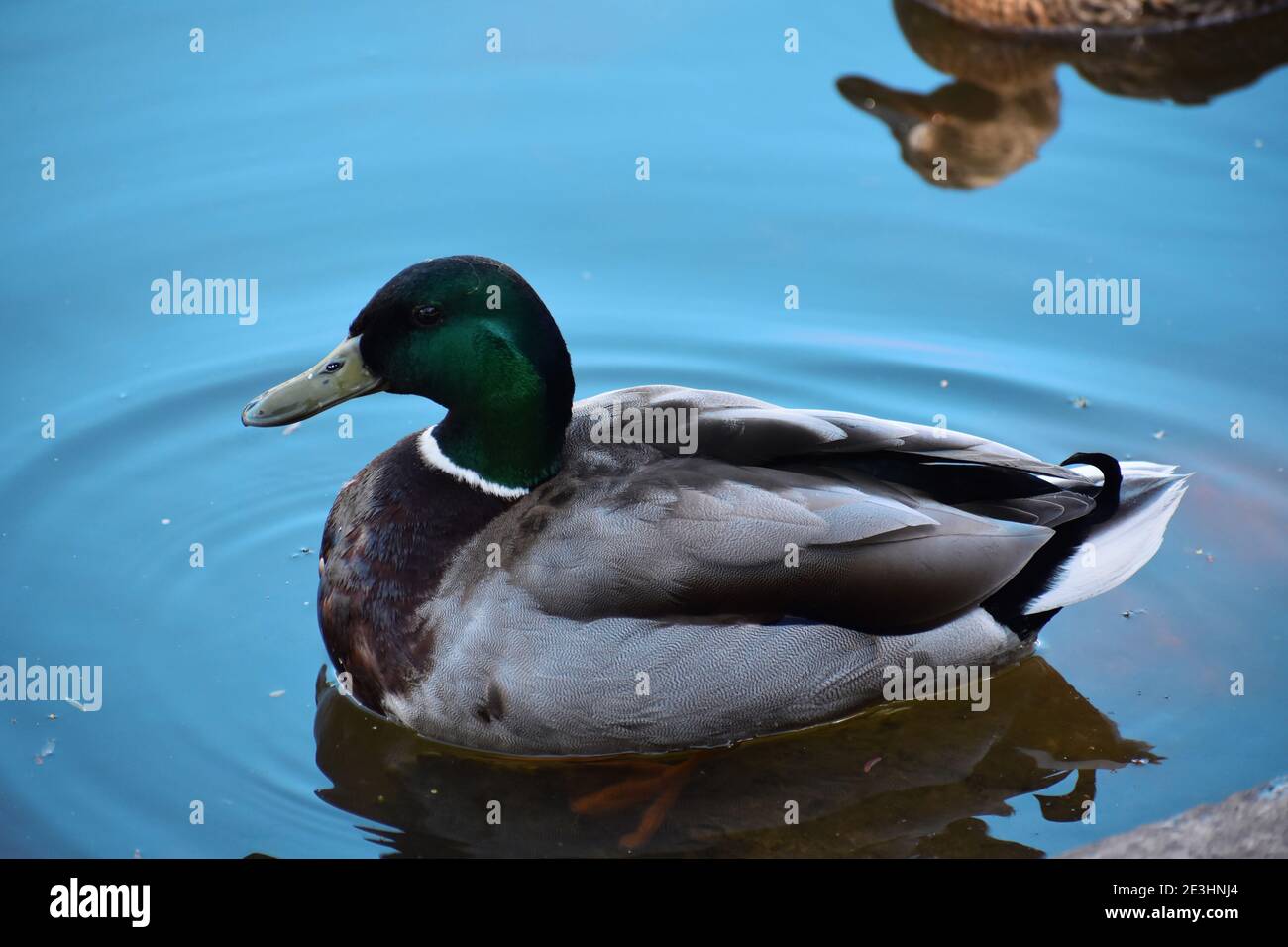 Swannie ponds hi-res stock photography and images - Alamy