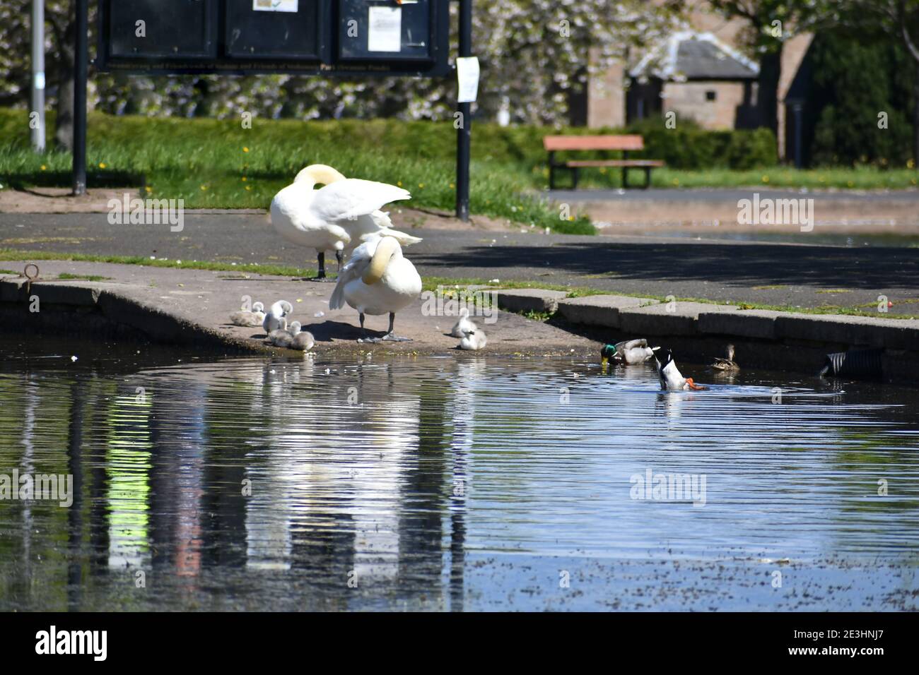 Swannie ponds hi-res stock photography and images - Alamy