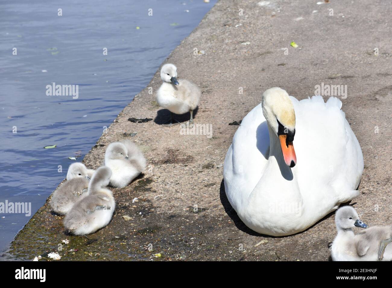 Swannie ponds hi-res stock photography and images - Alamy