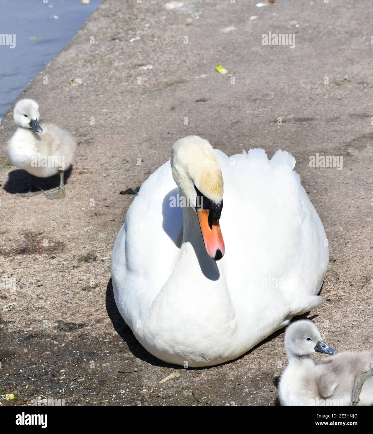 Swannie ponds hi-res stock photography and images - Alamy