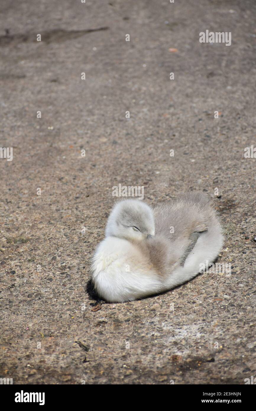 Swannie ponds hi-res stock photography and images - Alamy