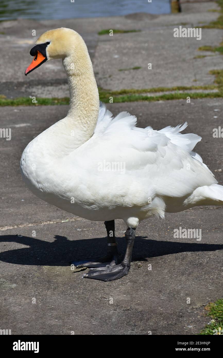 Swannie ponds hi-res stock photography and images - Alamy