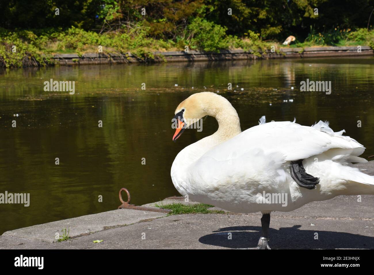 Beautiful birds at a local pond Stock Photo - Alamy