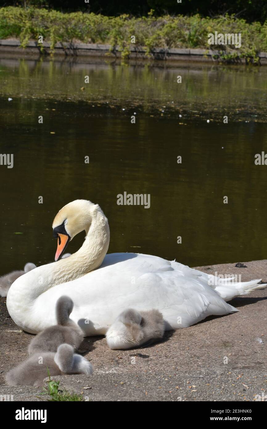 Swannie ponds hi-res stock photography and images - Alamy