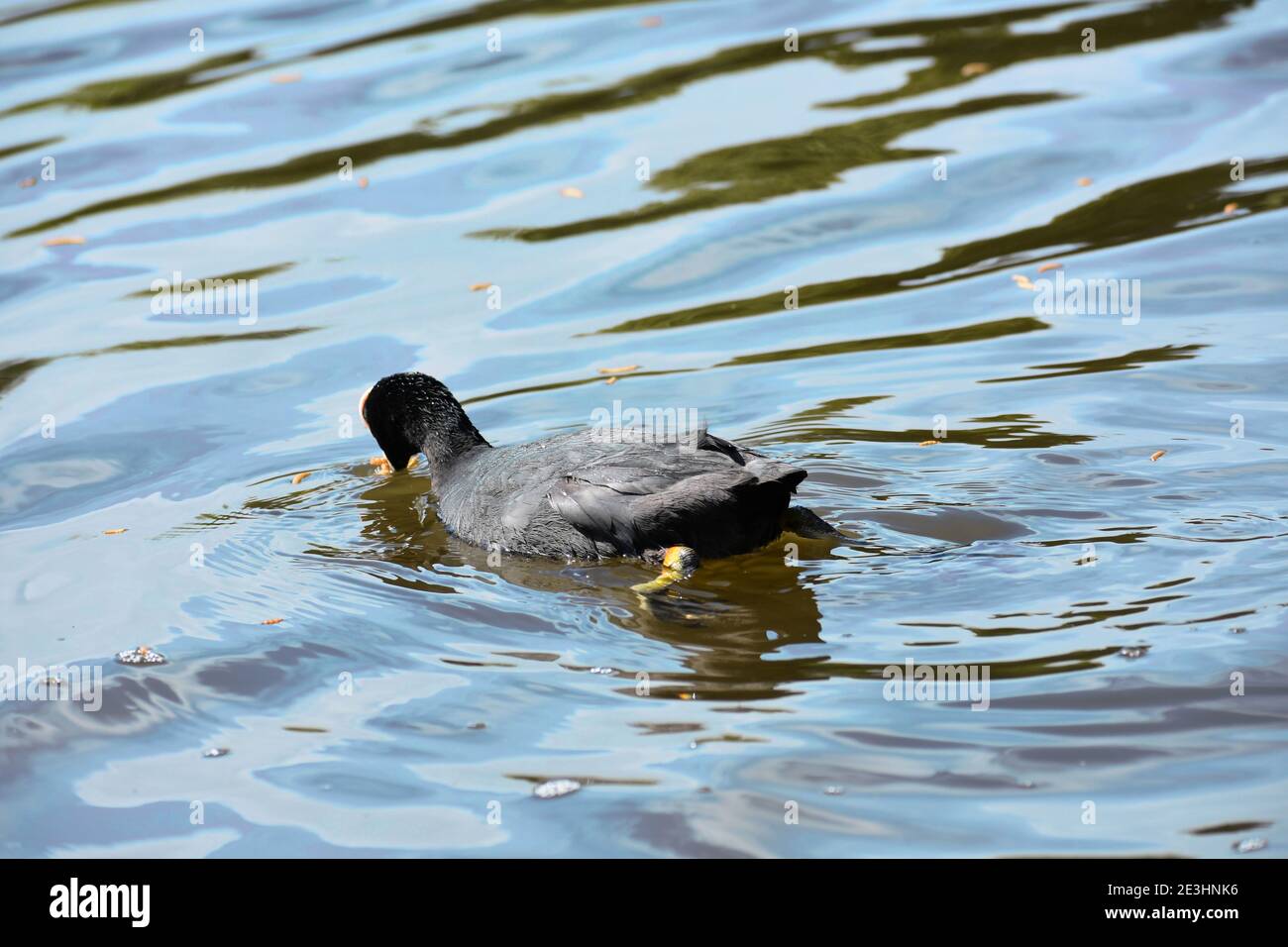 Beautiful birds at a local pond Stock Photo - Alamy